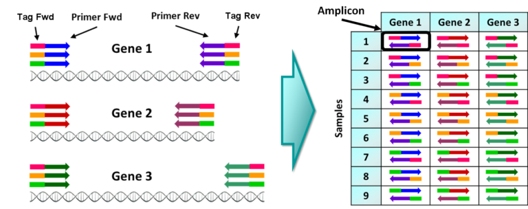 Amplicon sequencing and high-throughput genotyping – Basics – Sixth researcher