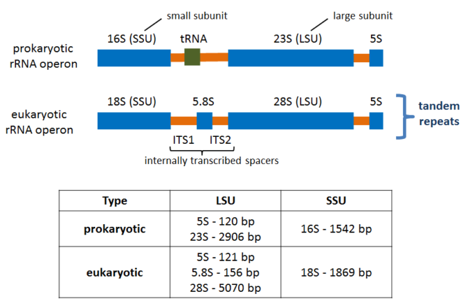 Amplicon sequencing and high-throughput genotyping – Metagenomics ... Amplicon sequencing and high-throughput genotyping – Metagenomics ...